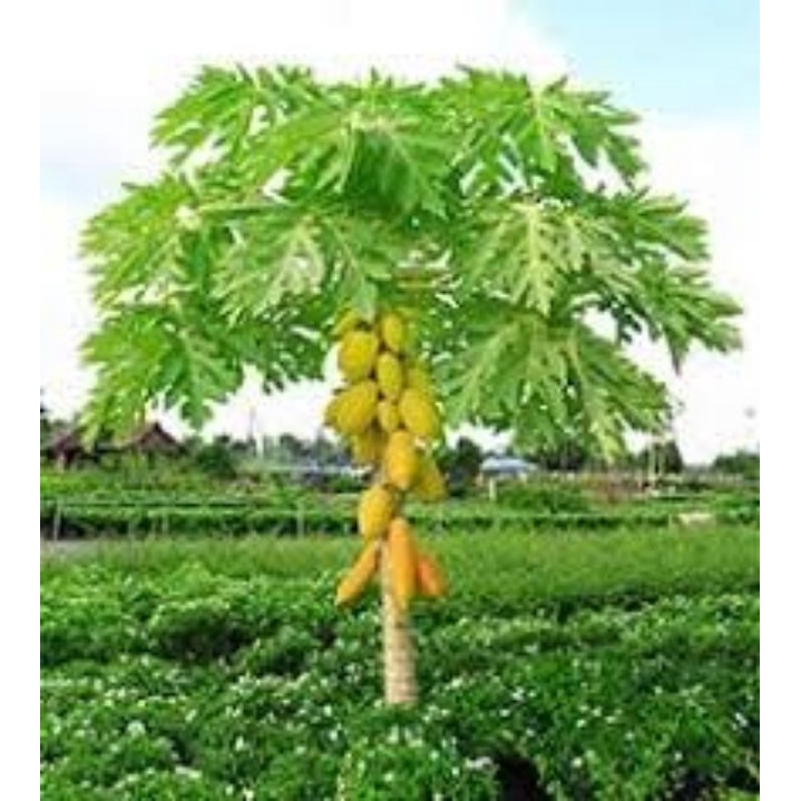 Anak pokok Betik Kuning with Pasu (Ready Stok) | Shopee Malaysia