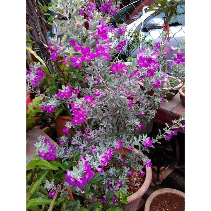 POKOK BUNGA TEXAS SAGE. BUNGA PURPLE. READY STOCK! | Shopee Malaysia