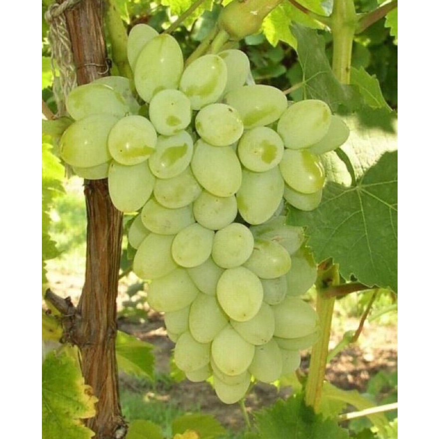 Anak Pokok Anggur Hijau dan Anggur Hitam / Green Grape/ Black Grape ...