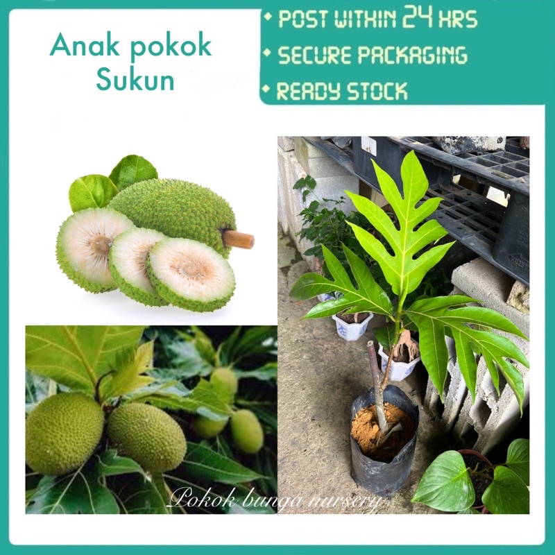 PBN - anak pokok Sukun - breadfruit Pokok bunga nursery buah buahan ...