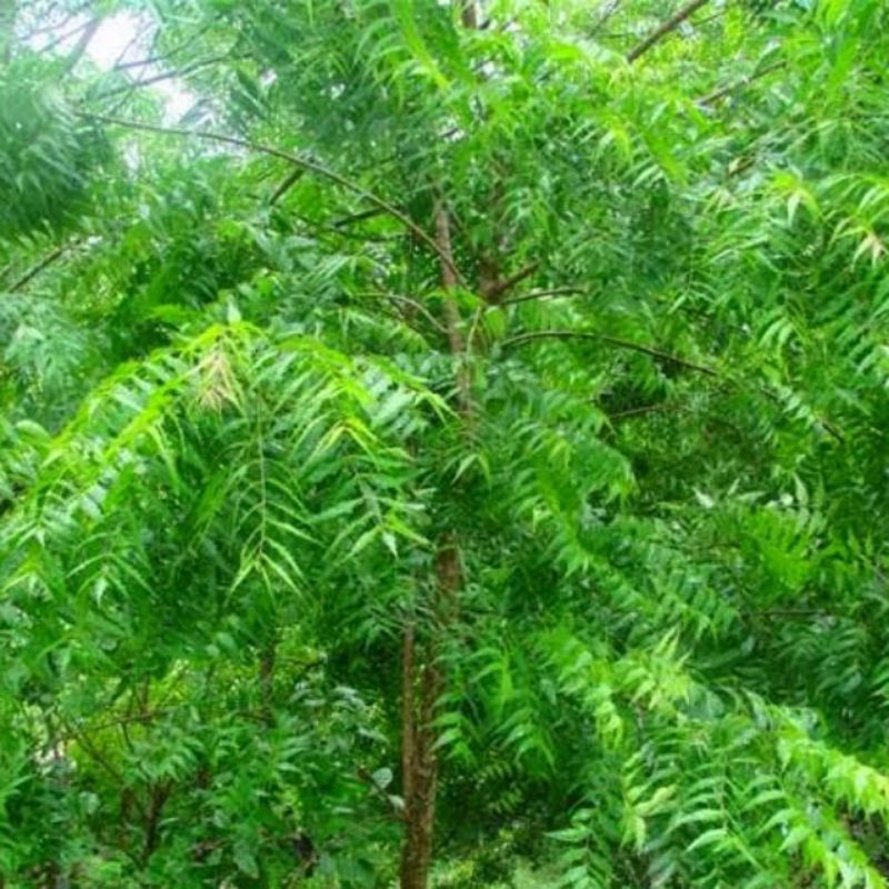 Daun mambu, semambu fresh Dari kampung | Shopee Malaysia