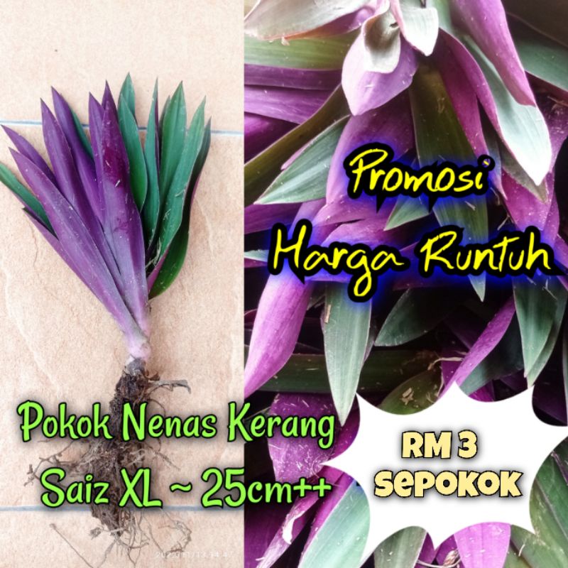 Pokok Nenas Kerang saiz XL | Shopee Malaysia