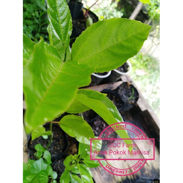 Anak Pokok Markisa kampung Manis | Shopee Malaysia