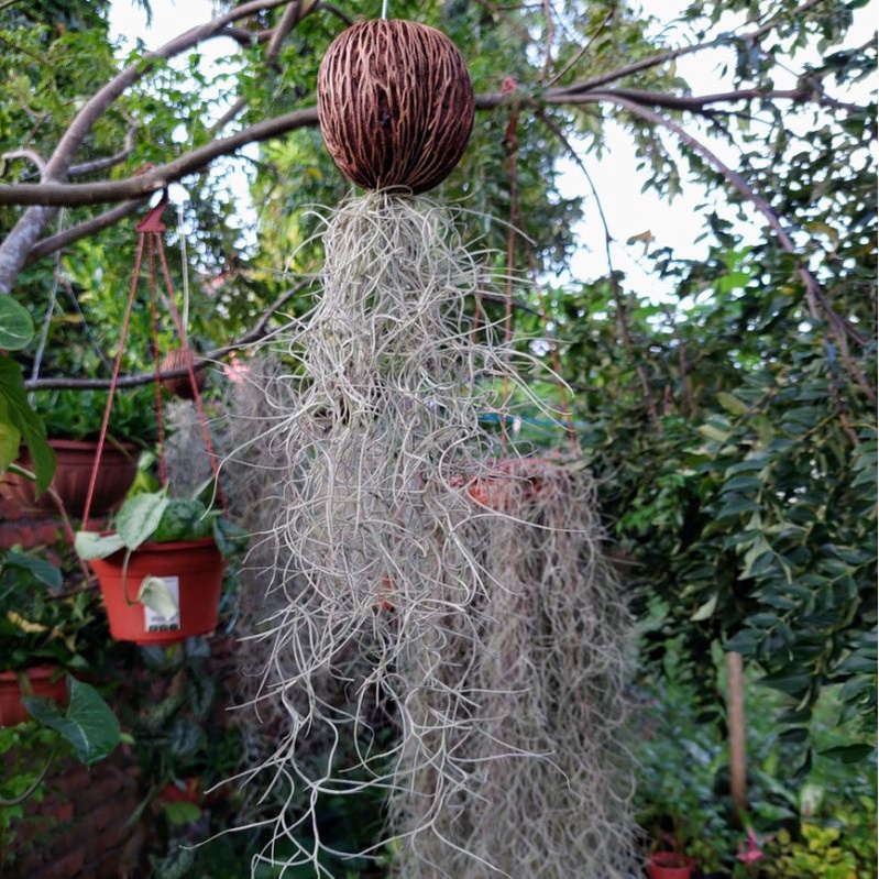 Live Plant Spanish Moss/Tillandsia Usneoides /Pokok Janggut | Shopee ...