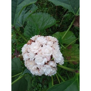 Anak pokok melur jawa wangi/ fragrant Java jasmine plant | Shopee Malaysia
