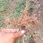 Akar pokok terung pipit hutan 3 unit | Shopee Malaysia