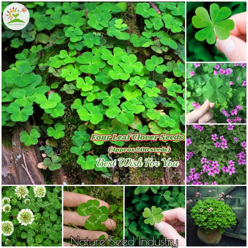 Four Leaf Clover Plant Seeds for Planting (200 seeds/bag, Easy To Grow ...