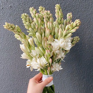 POKOK BUNGA HARUM SUNDAL MALAM THAI (BUNGA HARUM & WANGI) | Shopee Malaysia