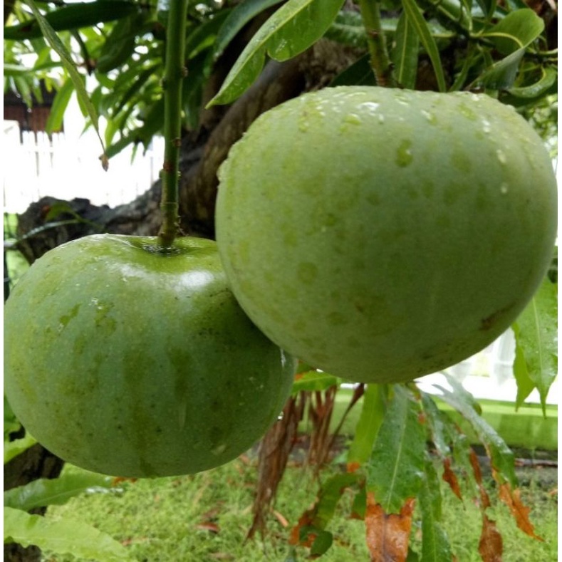 Pokok Mangga Epal Hibrid Cepat Berbuah | Shopee Malaysia