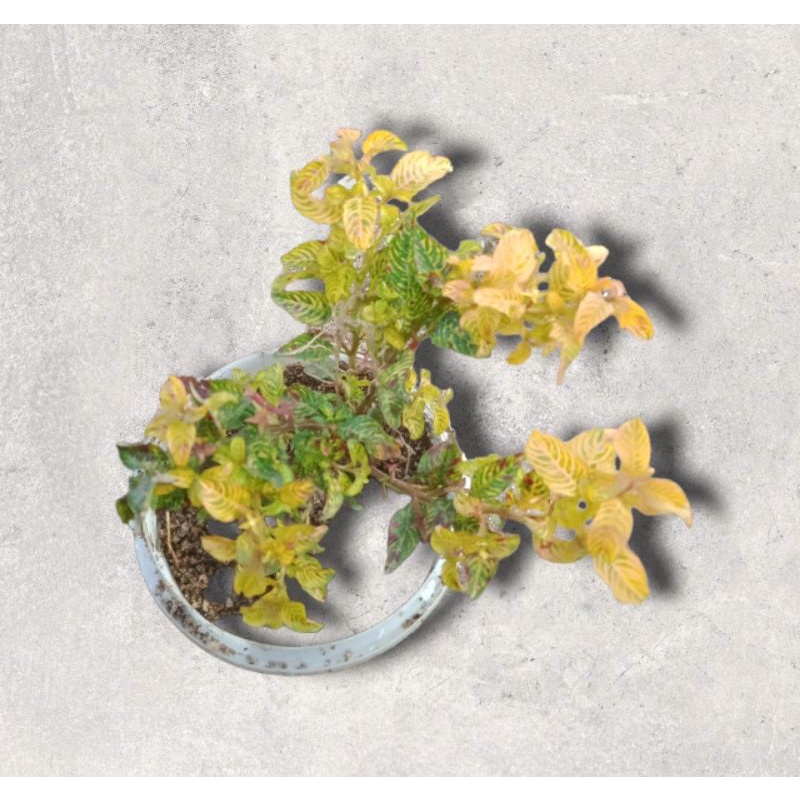 Pokok bonsai warna warni kuning, hijau dan merah | Shopee Malaysia