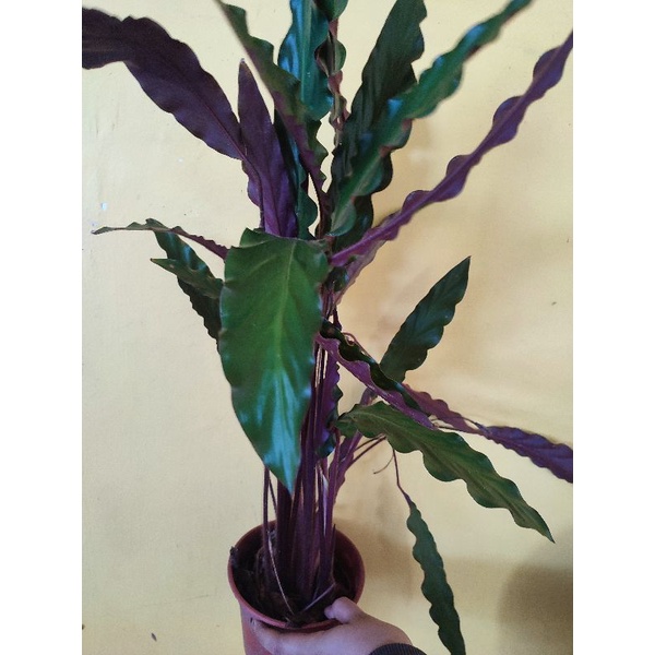 Furry feather calathea rufibarba calathea murah indoor plant pokok ...