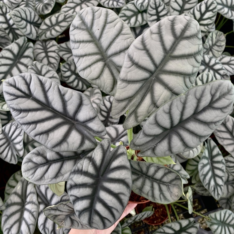 Alocasia Silver Dragon/Mirror Face/Dragon Scale/Azlanii/Infernalis/Pink ...