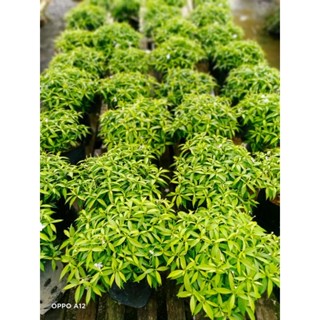 pokok jasmine atau jeliti batik kuning dan hijau / Ervatamia pokok ...