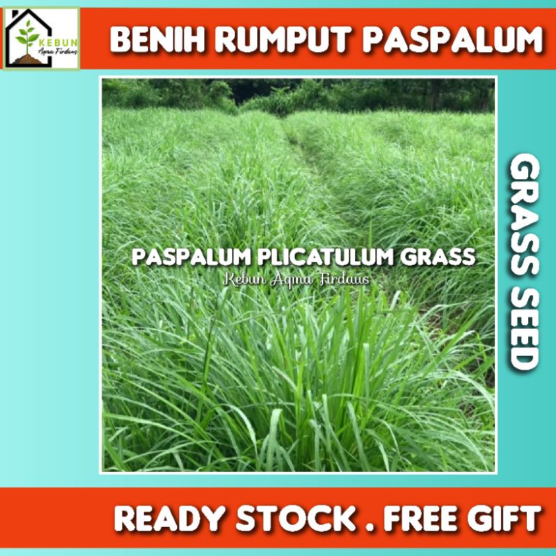 Biji Benih Rumput Paspalum Plicatulum, Paspalum Plicatulum grass seed ...