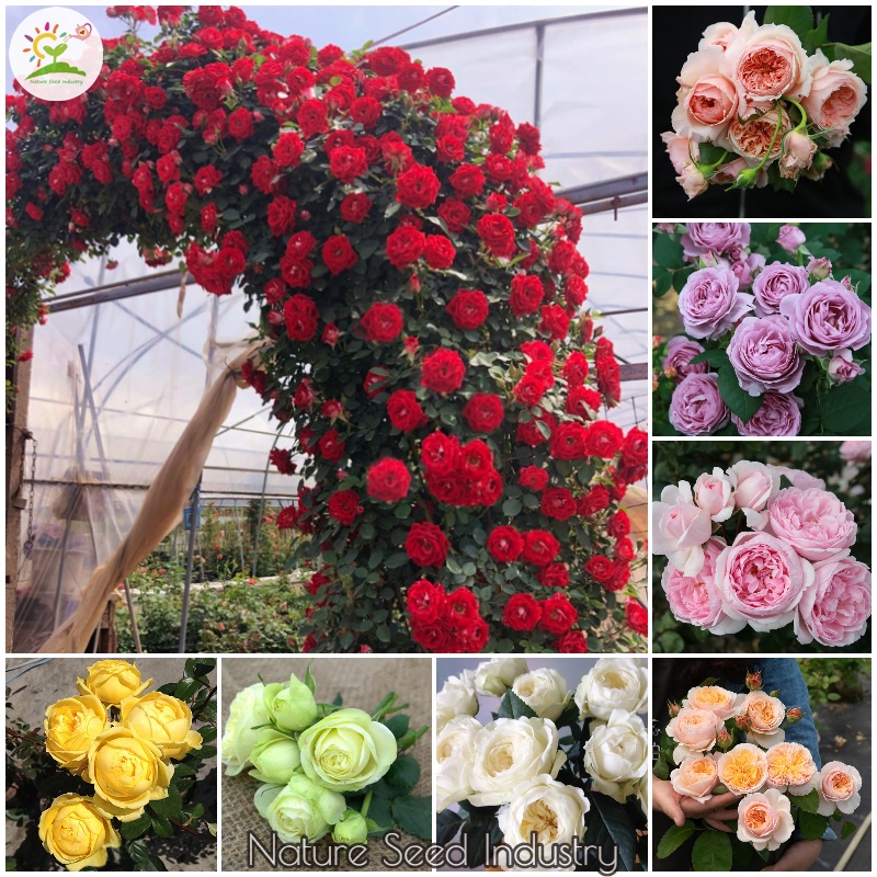 Climbing Rose Seeds for Planting (100 seeds/bag, Mix Color) Biji Benih ...