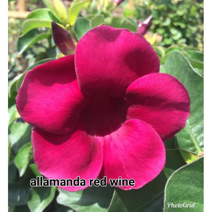 KKB Allamanda Brazilian Red Wine, Alamanda Red Wine | Shopee Malaysia