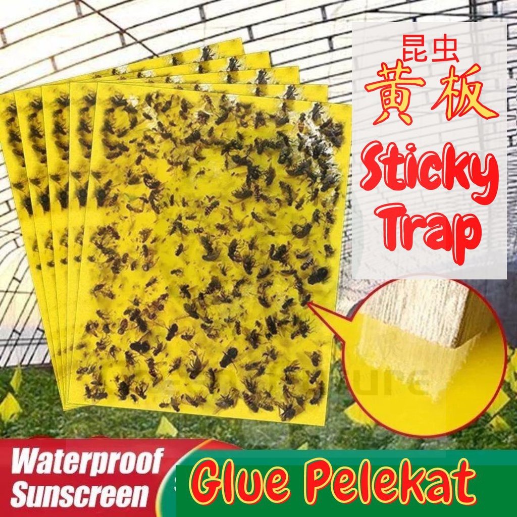 黄板 Perangkap Serangga Pelekat Serangga Fruit Fly Flies Insect Yellow ...