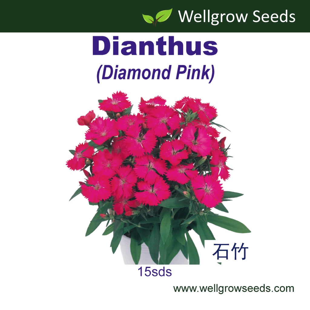 Dianthus Diamond Pink (15sds) 石竹: 钻石系列 (粉色) Flower Seeds Wellgrow Seeds ...