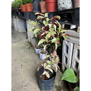 PBN - anak pokok sambang merah - Chinese croton excoecaria ...