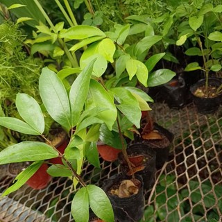 anak pokok buah asam katak nam nam | Shopee Malaysia