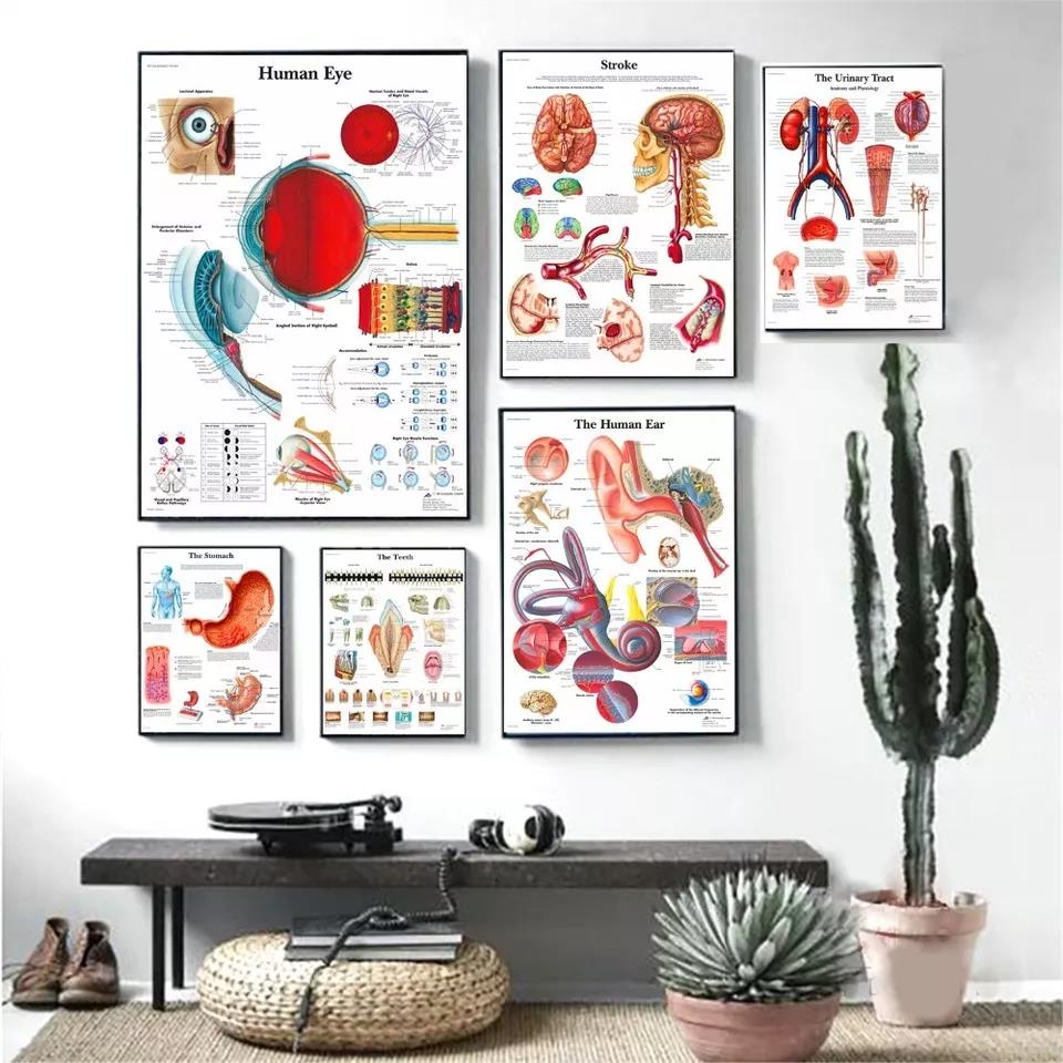 Human Organs Anatomy Medical Canvas Art Painting Posters And Prints ...