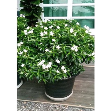 pokok jasmine atau jeliti batik kuning dan hijau / Ervatamia pokok ...