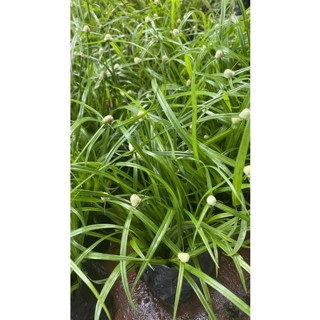 RUMPUT HELIKOPTER RUMPUT KUCING / PARVO / PENDUL / MATA LALAT / VITAMIN ...