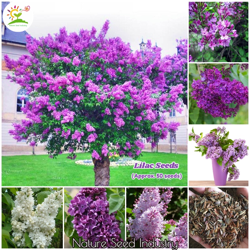Lilac Seeds for Planting (50 seeds/pack) Aromatic Flower Seeds for ...