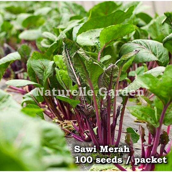 Biji Benih Sayur Sawi Merah Red Choy Sum Seeds Vegetable Seed 100 seeds ...