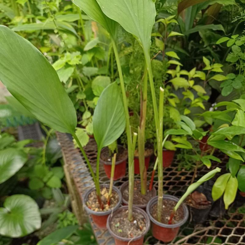 Anak pokok temu kunci | Shopee Malaysia