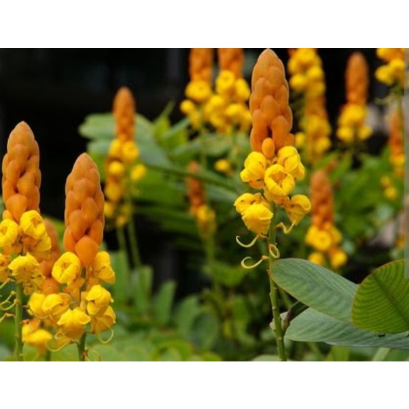 Pokok senna atau cassia senna | Shopee Malaysia