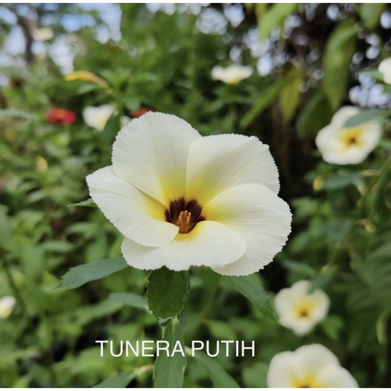 ANAK POKOK BUNGA TUNERA atau Bunga Pukul Lapan (Turnera ulmifolia L ...