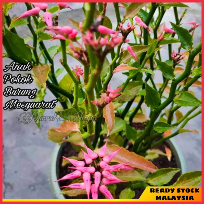 Anak Pokok Bunga Burung Mesyuarat / Keratan Burung Bertenggek Pink | Shopee Malaysia