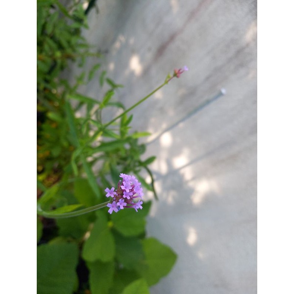 Bunga Verbena/ Purple Vervain Flowers (anak pokok akar stabil) | Shopee ...