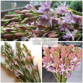 POKOK BUNGA HARUM SUNDAL MALAM THAI (BUNGA HARUM & WANGI) | Shopee Malaysia