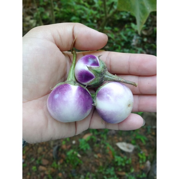 Pokok terung bulat ungu mini.terung ulam. | Shopee Malaysia