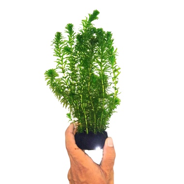 FRESH Hydrilla RUMPAI AIR SEGAR | Makanan Lobster LAT / Guppy ...