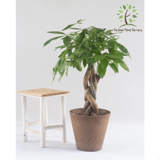Berjaya Plant Nursery - Money Tree/Pachira Aquatica(Pokok Bunga Hidup ...