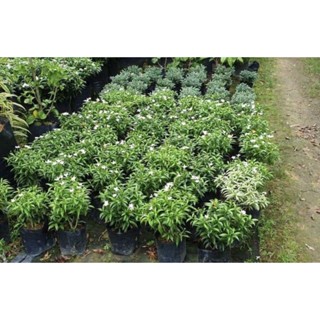 pokok jasmine atau jeliti batik kuning dan hijau / Ervatamia pokok ...