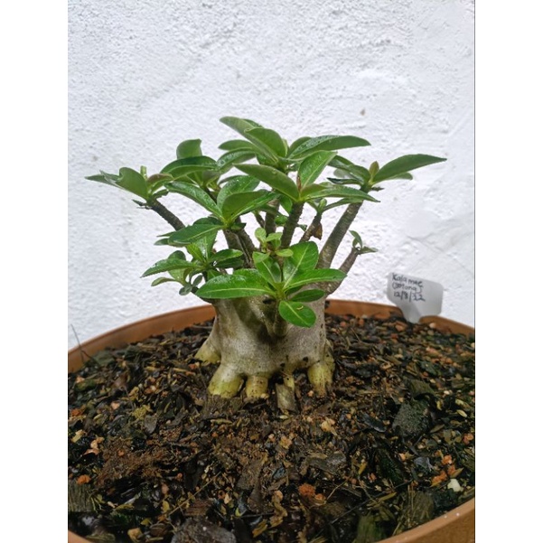 Adenium Kalamae (Centipede root-Akar Sotong) | Shopee Malaysia