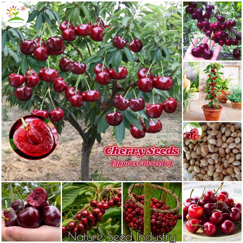 Sweet Cherry Seeds for Planting (10 seeds/bag) | Bonsai Fruit Tree Live ...