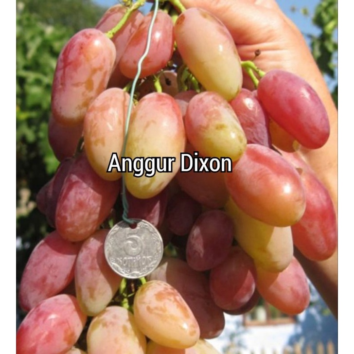 3 CUTTING ANGGUR DIXON ~ MURAH | Shopee Malaysia