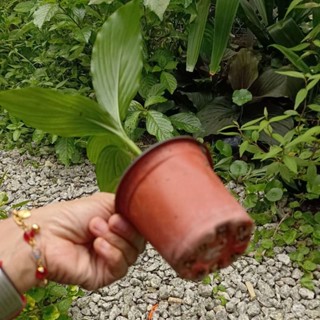 anak pokok kesing atau pepijat | Shopee Malaysia