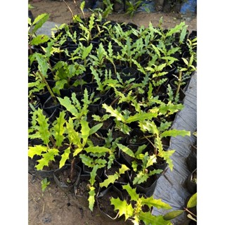 ANAK POKOK JERUJU,DARUJU HIJAU DAN BATIK (ACANTHUS ILICIFOLIUS ...