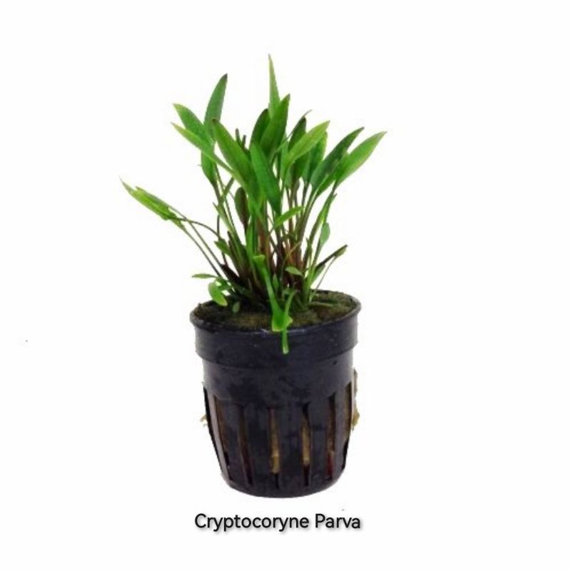 Cryptocoryne Parva Submerged / Aquarium Plant | Shopee Malaysia