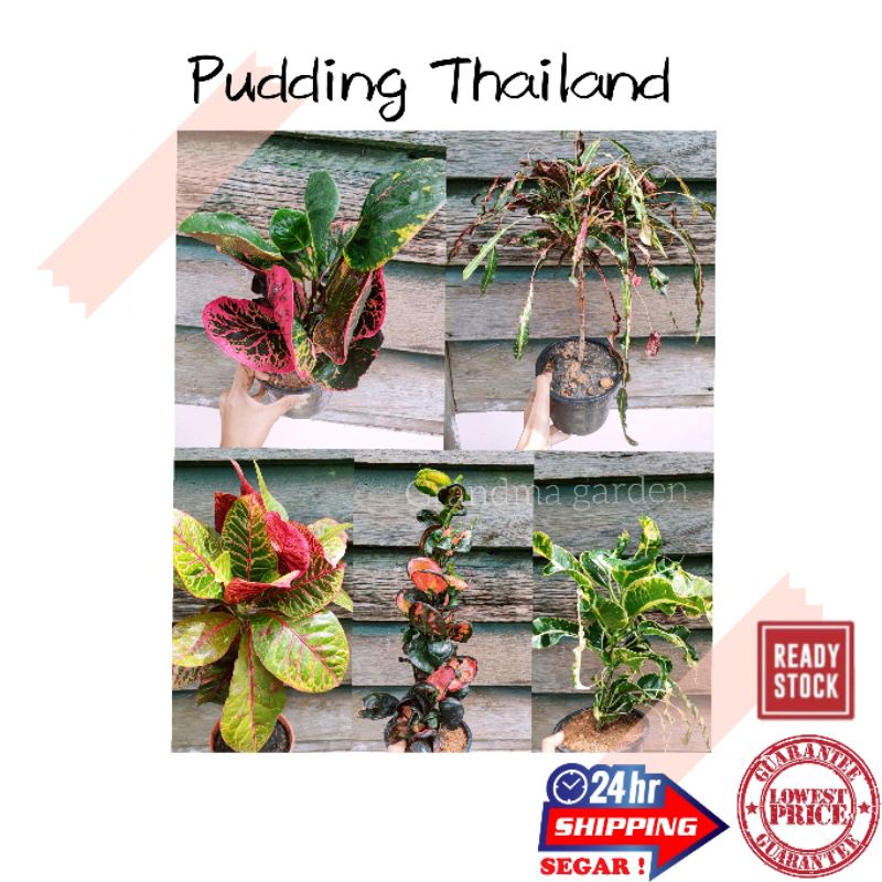 (GG real plant) Puding Thailand^ puding hidup hiasan rumah luar live ...