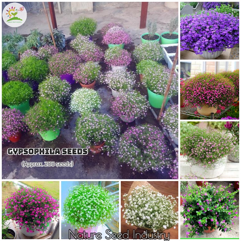 Gypsophila Seeds for Planting 20 seeds/pack, Mix Color, Suitable for ...
