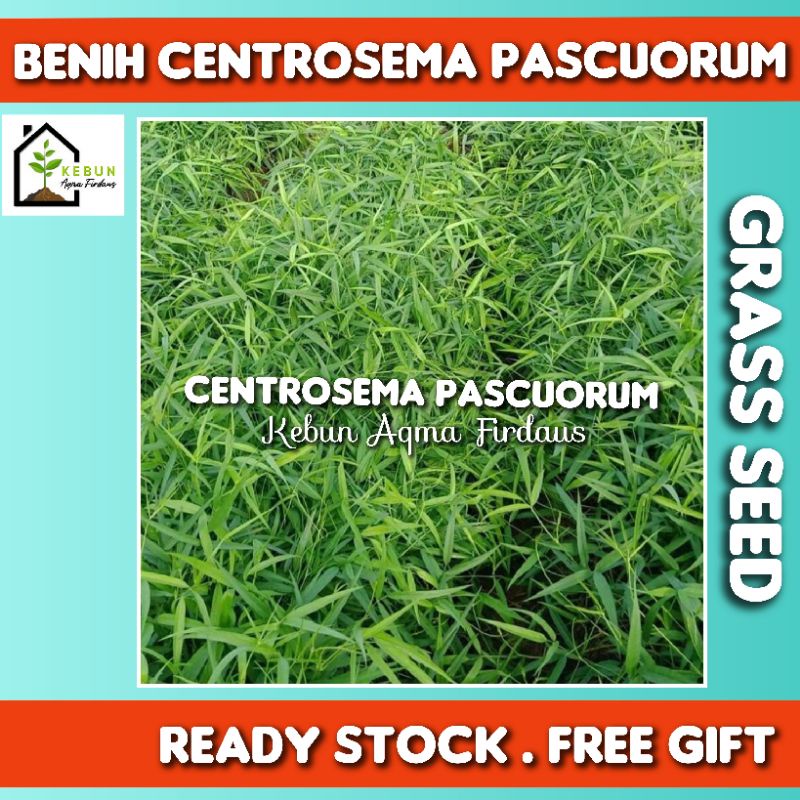 Biji Benih Centrosema Pascuorum. Tumbuhan Legum. Jenis Kekacang ...