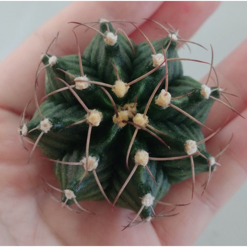 Kaktus Cactus Gymnocalycium mihanovichii | Shopee Malaysia