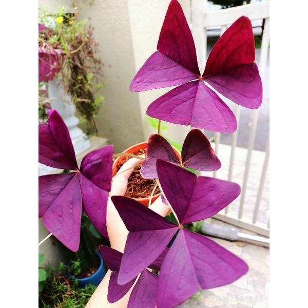 Oxalis Triangularis Butterfly Plant Pokok Rama-rama | Shopee Malaysia